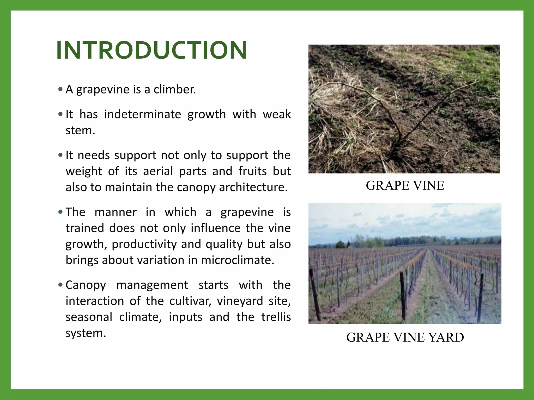 Canopy managemnt in grapes | PPTX