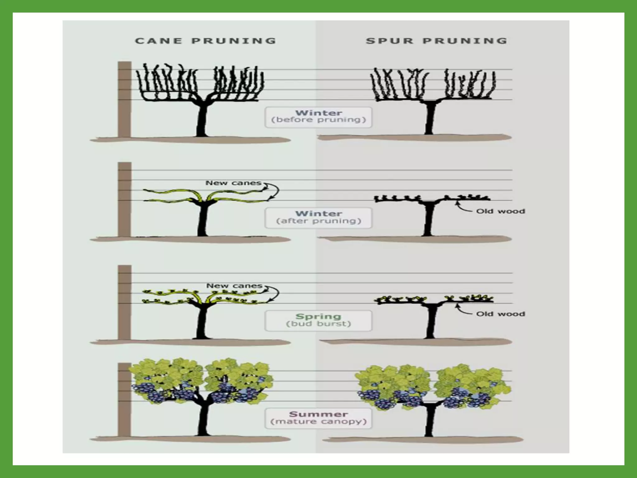 Canopy managemnt in grapes | PPTX