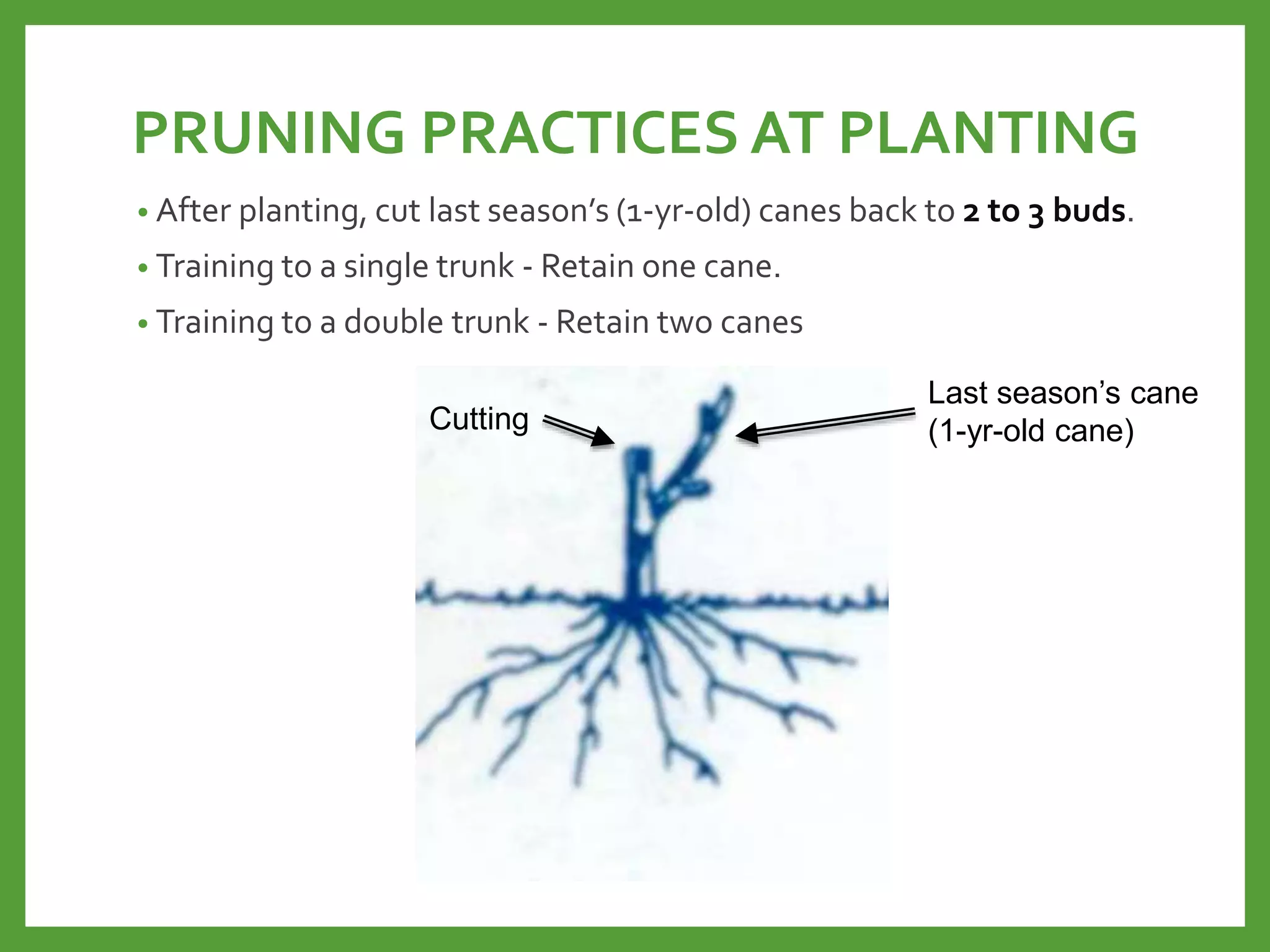 Canopy managemnt in grapes | PPTX