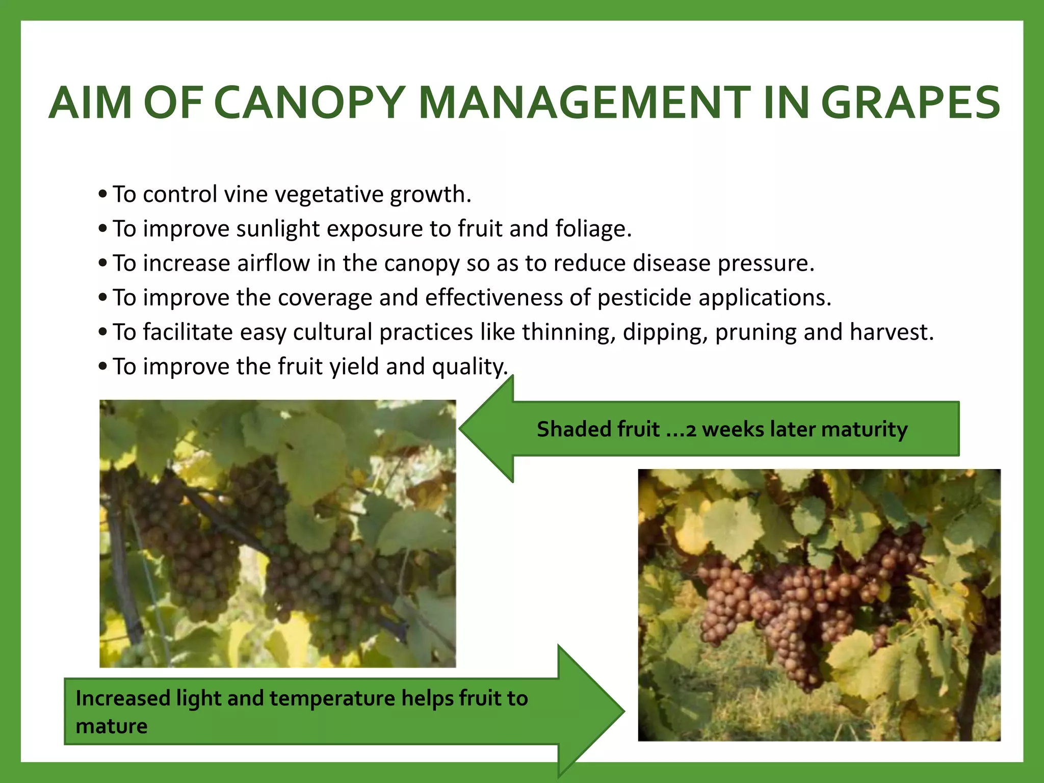 Canopy managemnt in grapes | PPTX