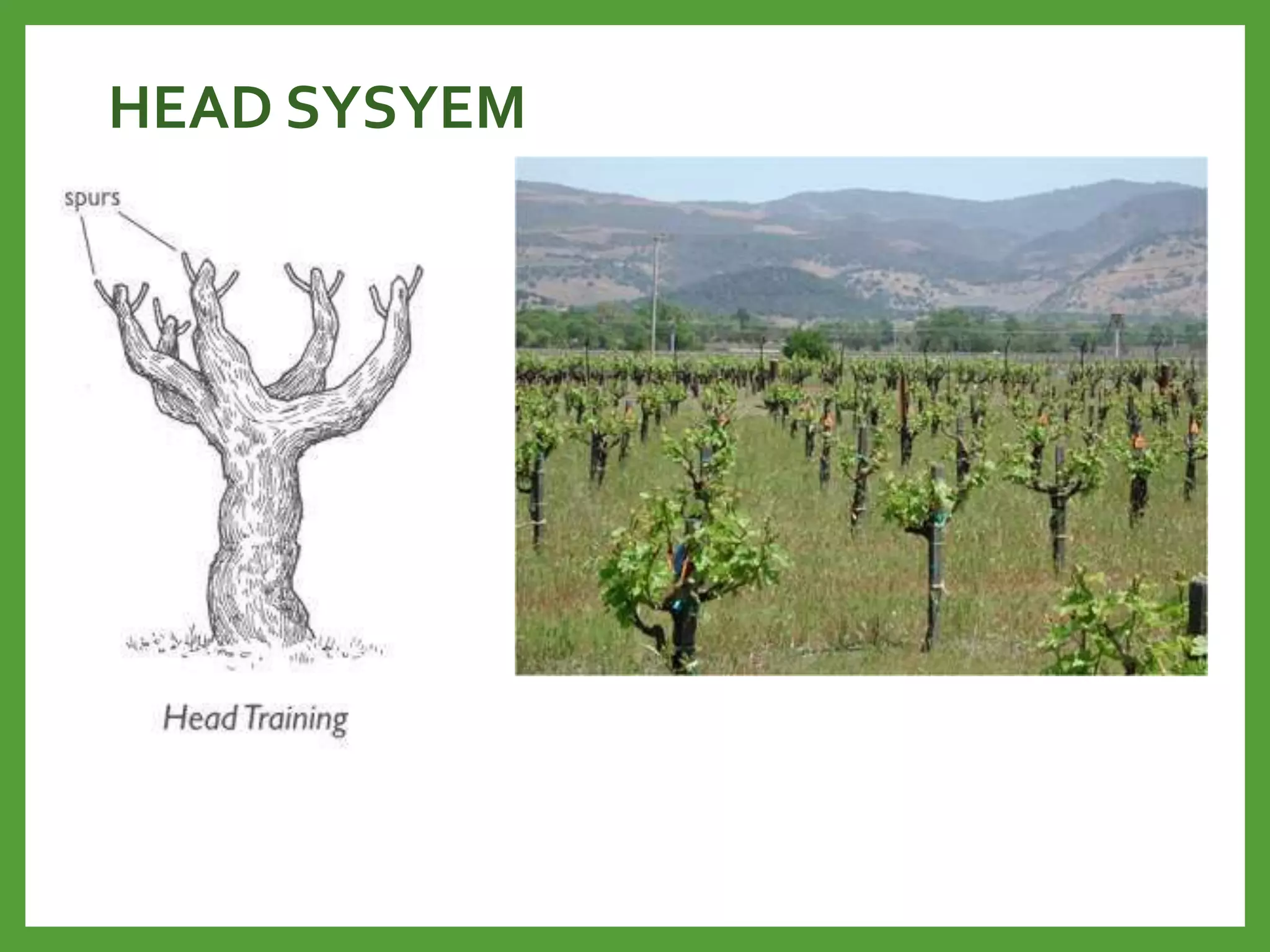 Canopy managemnt in grapes | PPTX