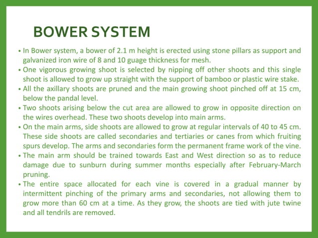 Canopy managemnt in grapes | PPTX