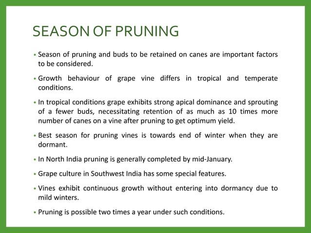Canopy managemnt in grapes | PPTX
