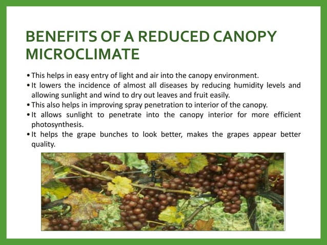 Canopy managemnt in grapes | PPTX