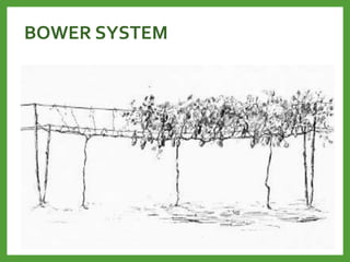 Canopy managemnt in grapes | PPT
