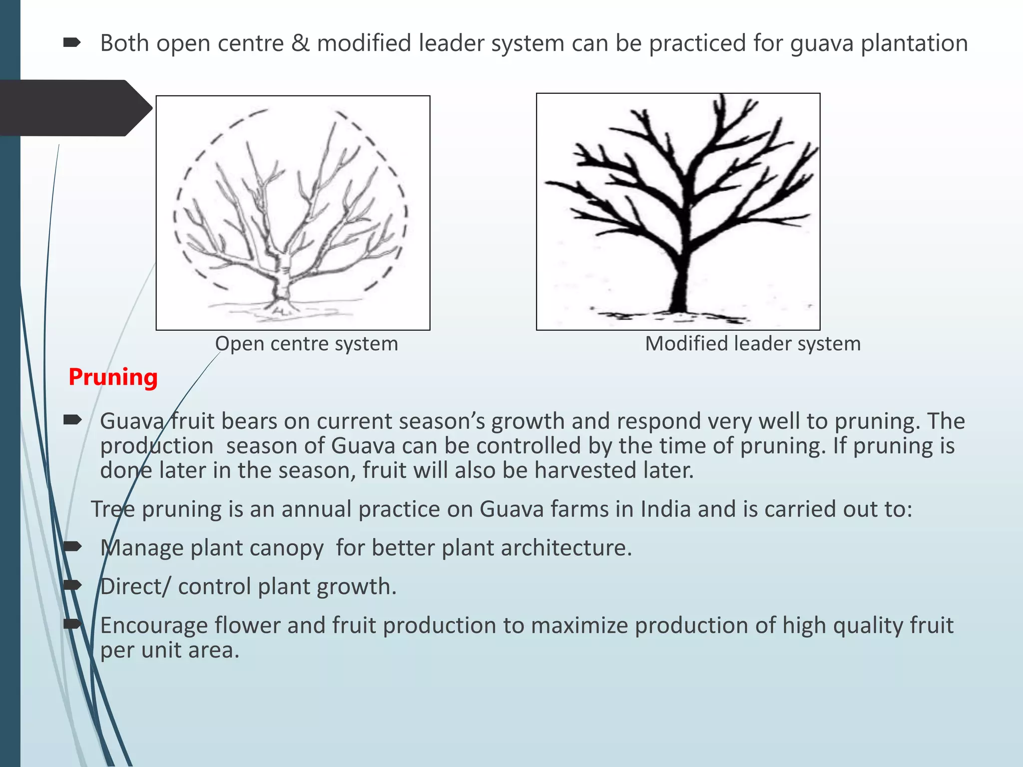 Canopy managemnt in guava | PPTX