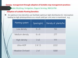Canopy managemnt in guava | PPTX