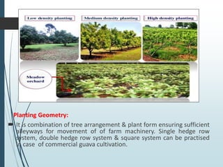 Canopy managemnt in guava | PPTX