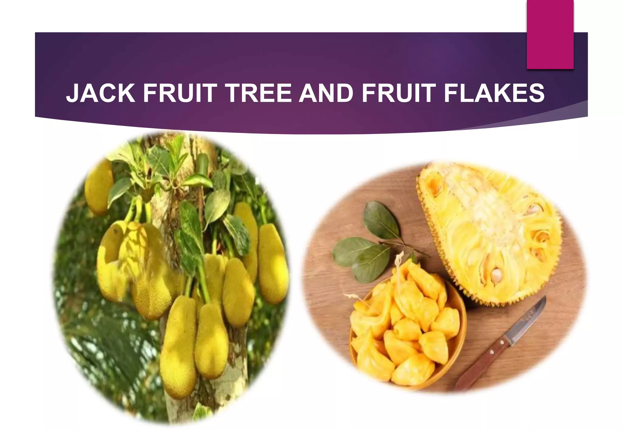 Canopy managemnt in jackfruit | PPT