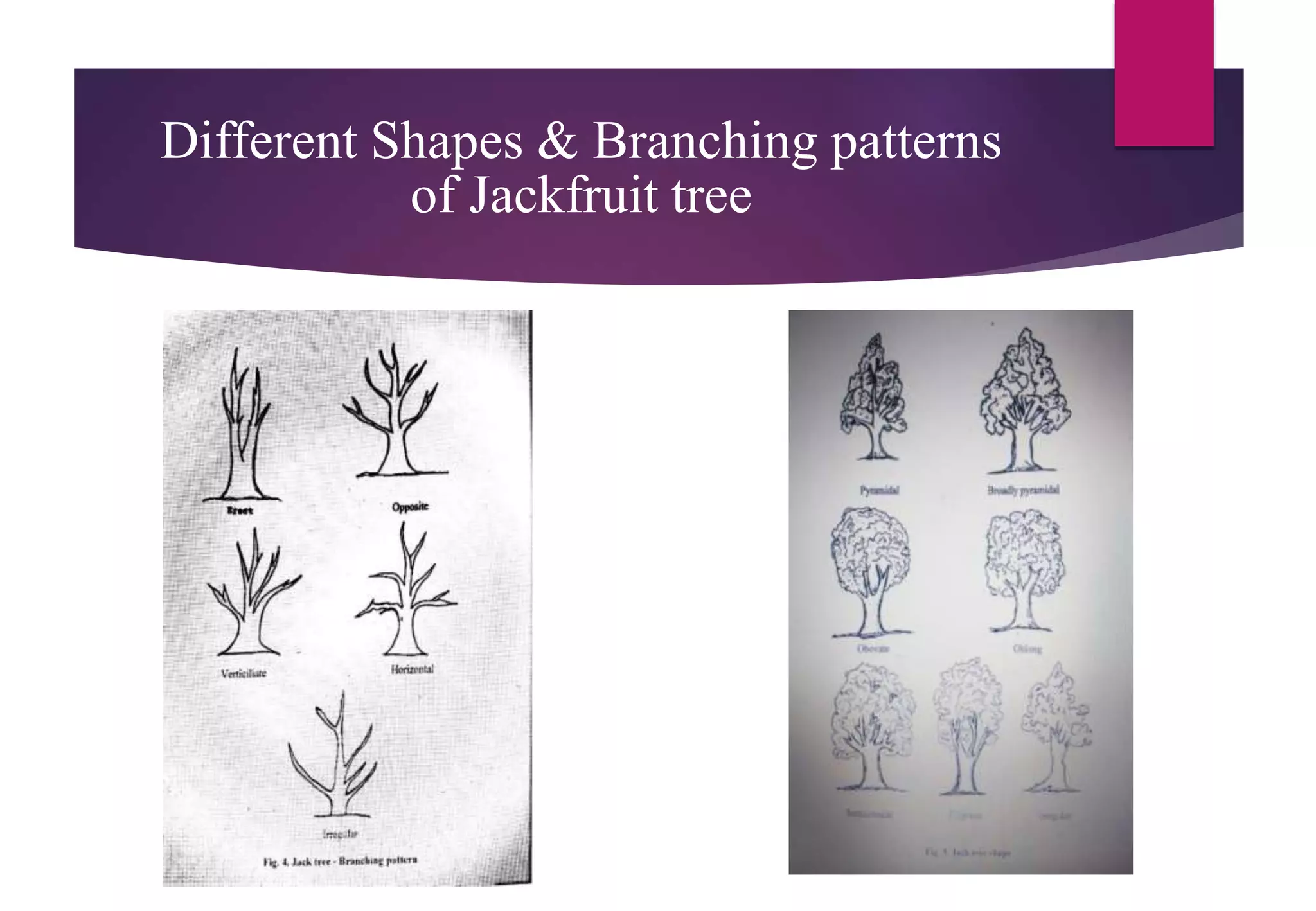 Canopy managemnt in jackfruit | PPT