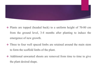 Canopy managemnt in jackfruit | PPT