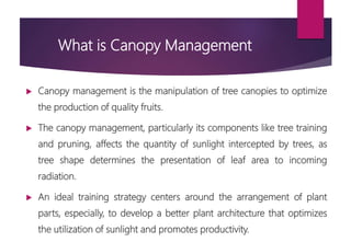 Canopy managemnt in jackfruit | PPT