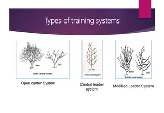 Canopy managemnt in jackfruit | PPT