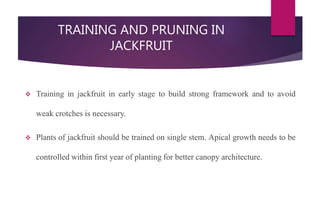 Canopy managemnt in jackfruit | PPT