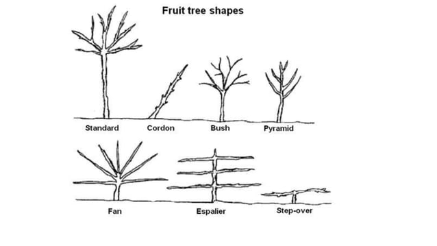 Canopy types and structures: Canopy Management.pptx | Gardening | Home ...