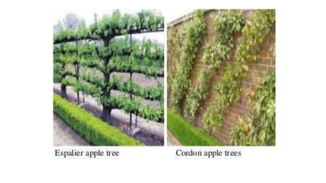 Canopy types and structures: Canopy Management.pptx | Gardening | Home ...
