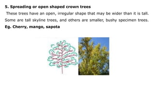 Canopy types and structures: Canopy Management.pptx
