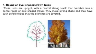 Canopy types and structures: Canopy Management.pptx