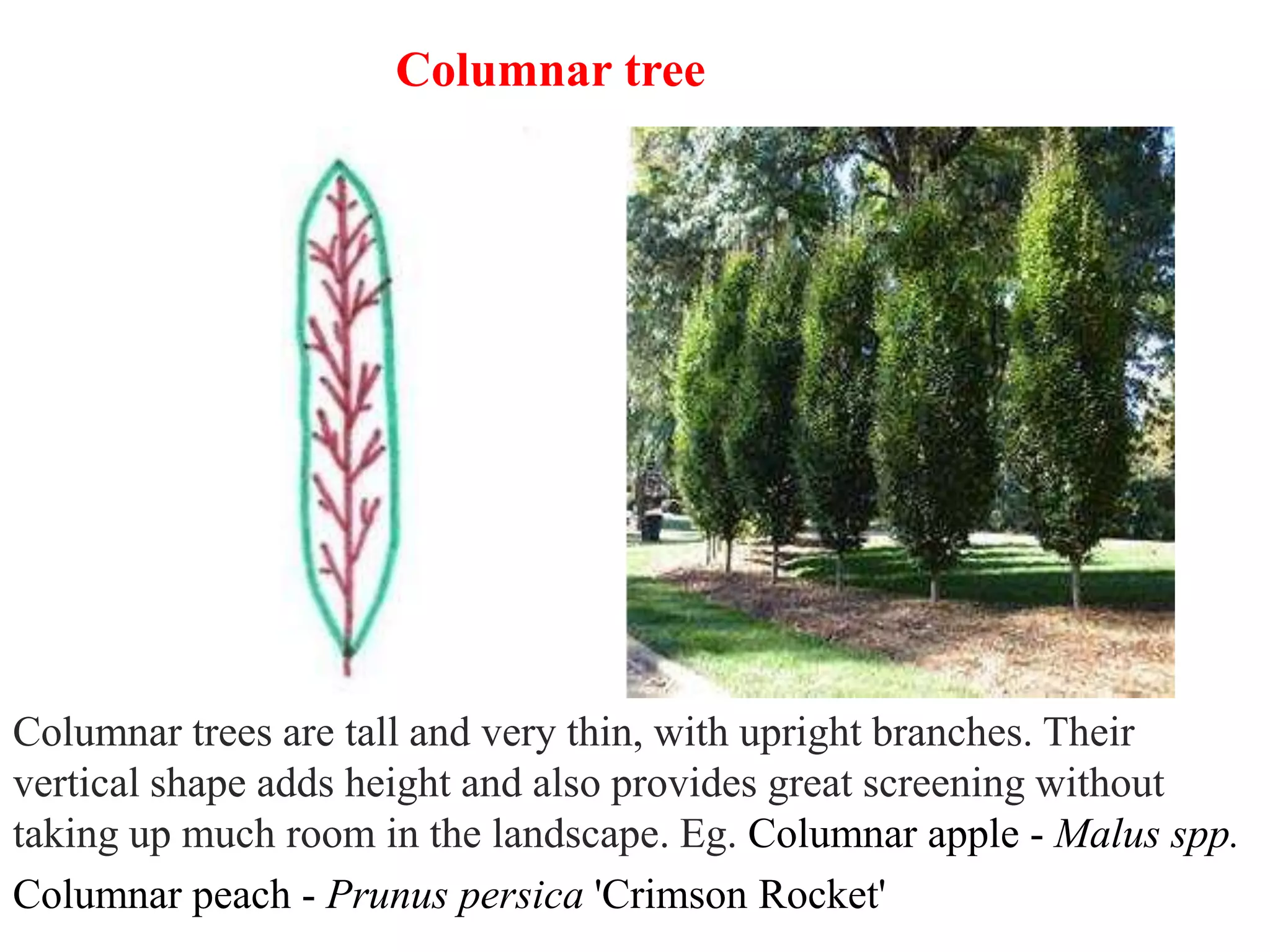 Canopy types | PPTX | Gardening | Home & Garden