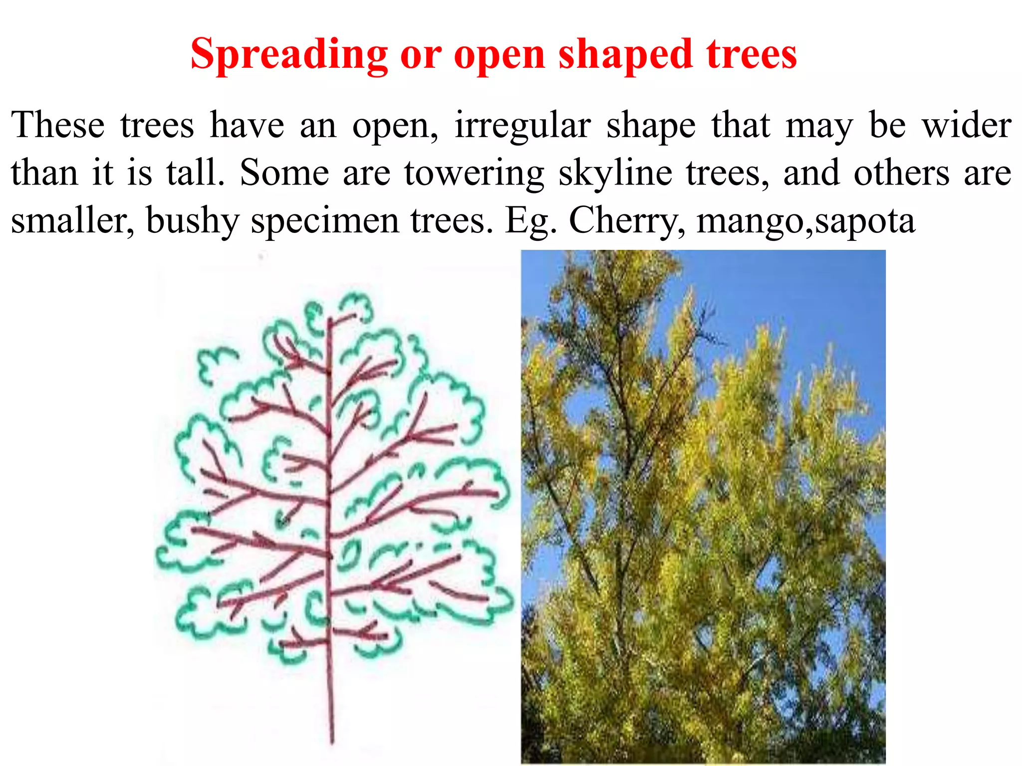 Canopy types | PPTX | Gardening | Home & Garden