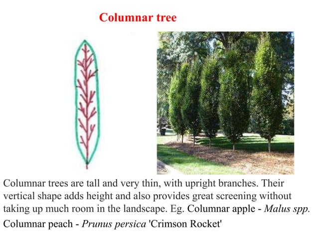 Canopy types | PPTX | Gardening | Home & Garden