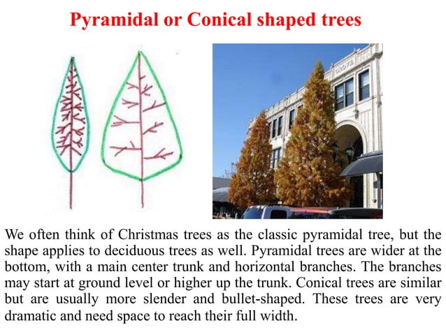 Canopy types | PPTX | Gardening | Home & Garden