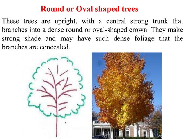 Canopy types | PPTX | Gardening | Home & Garden