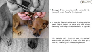 Can Pet Diseases be Contagious to Humans | PPT
