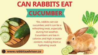 Can Rabbits Eat Cucumber? A Complete Guide | PPTX
