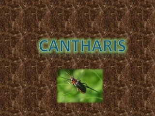 Cantharis | PPTX
