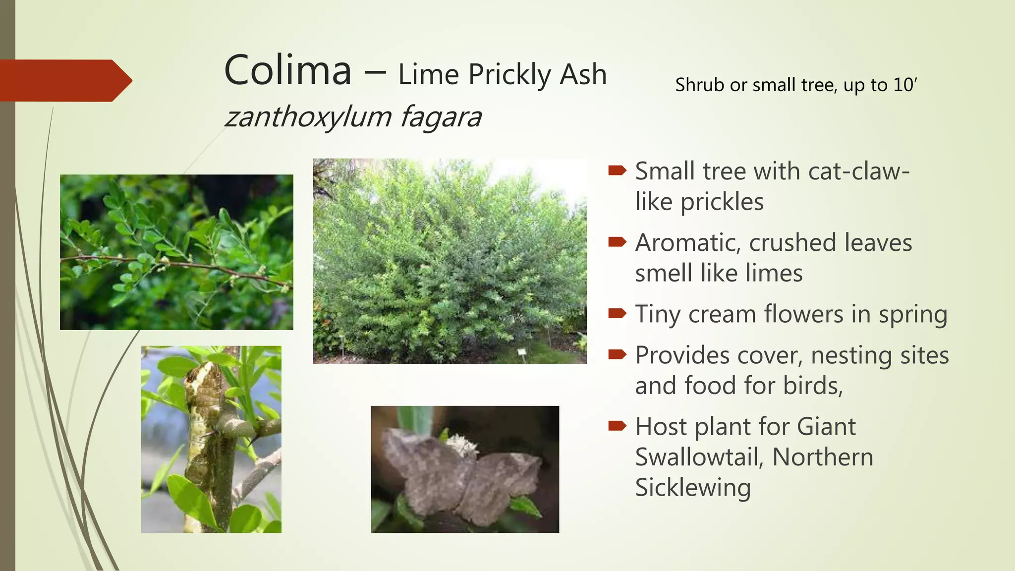 Native Plant Center Front Garden | PPTX | Birdwatching | Hobbies ...