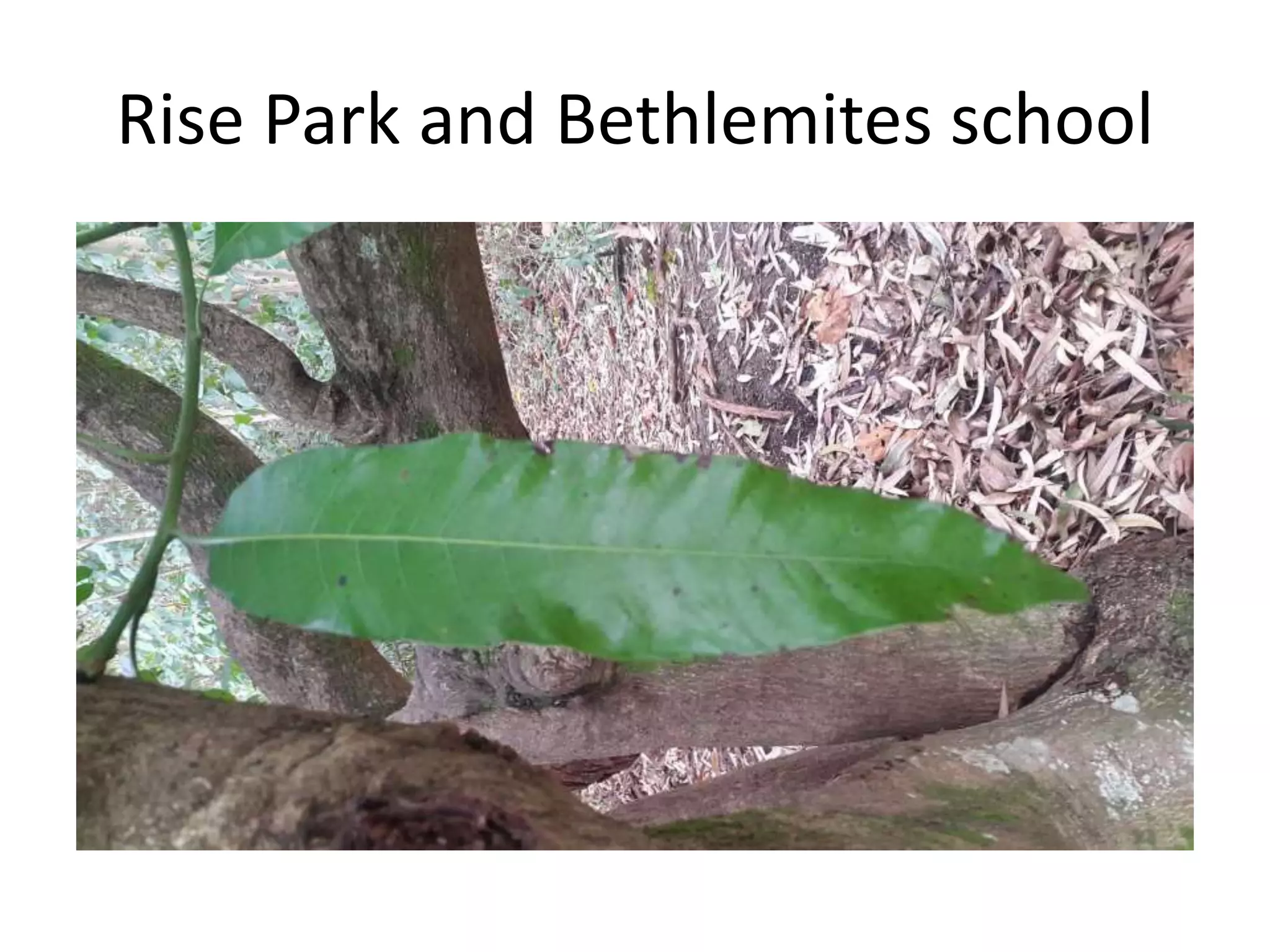 Curriculum Map Spring 2 Year 3 – Can we live without plants? | PPT