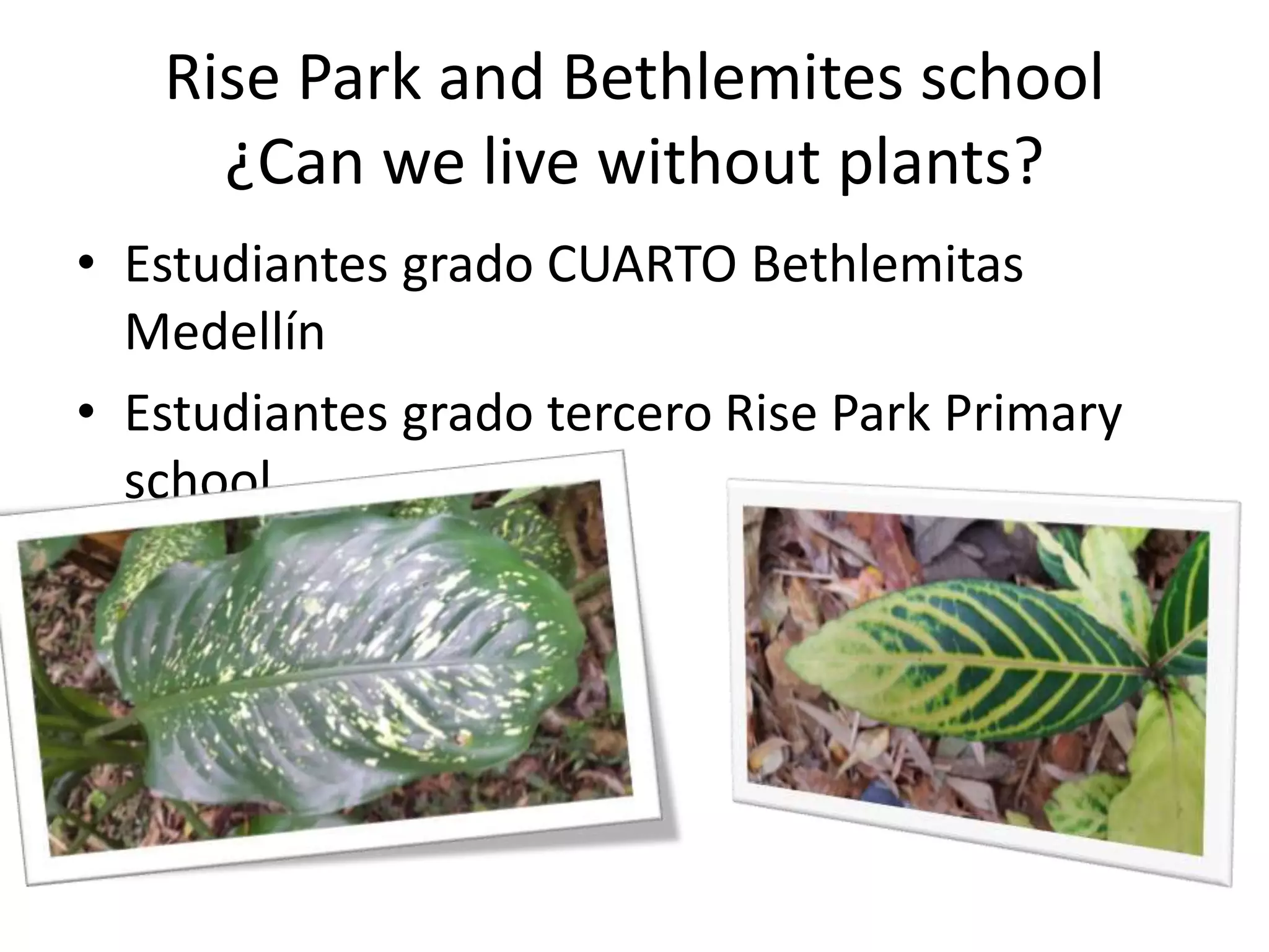 Curriculum Map Spring 2 Year 3 – Can we live without plants? | PPT