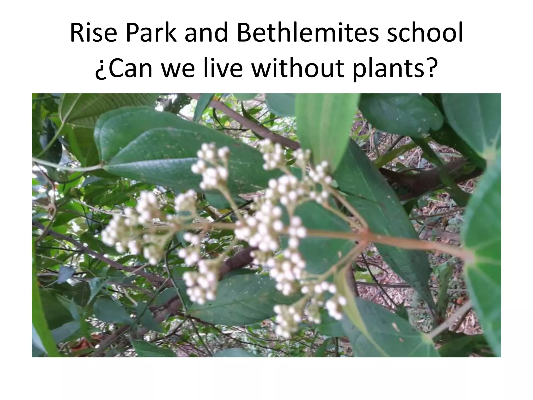 Curriculum Map Spring 2 Year 3 – Can we live without plants? | PPT