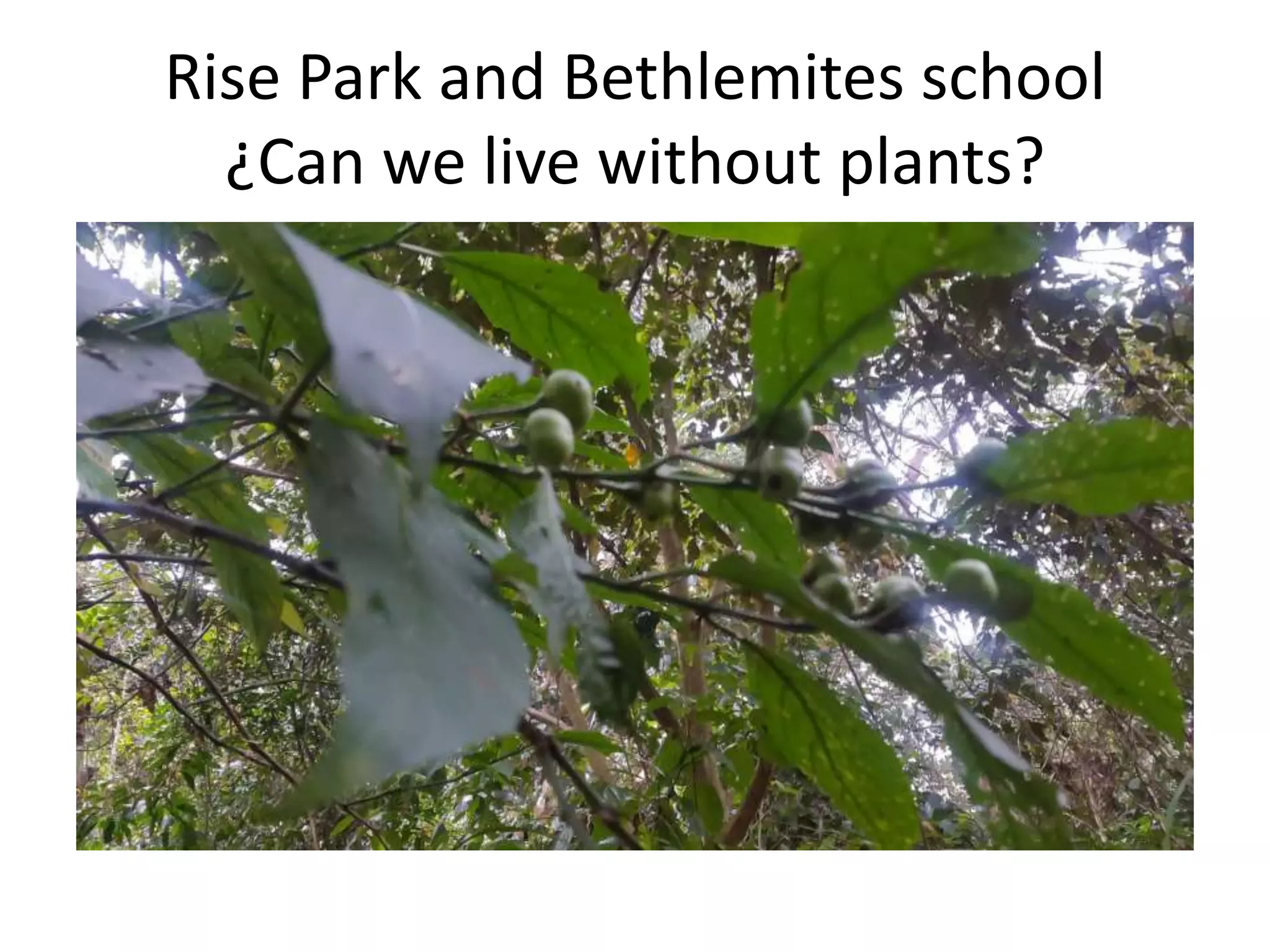 Curriculum Map Spring 2 Year 3 – Can we live without plants? | PPT