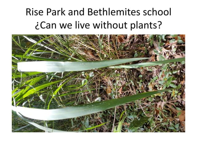 Curriculum Map Spring 2 Year 3 – Can we live without plants? | PPT