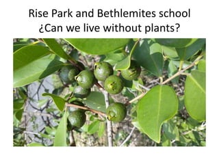 Curriculum Map Spring 2 Year 3 – Can we live without plants? | PPT