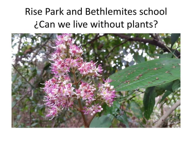 Curriculum Map Spring 2 Year 3 – Can we live without plants? | PPT