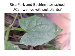 Curriculum Map Spring 2 Year 3 – Can we live without plants? | PPT