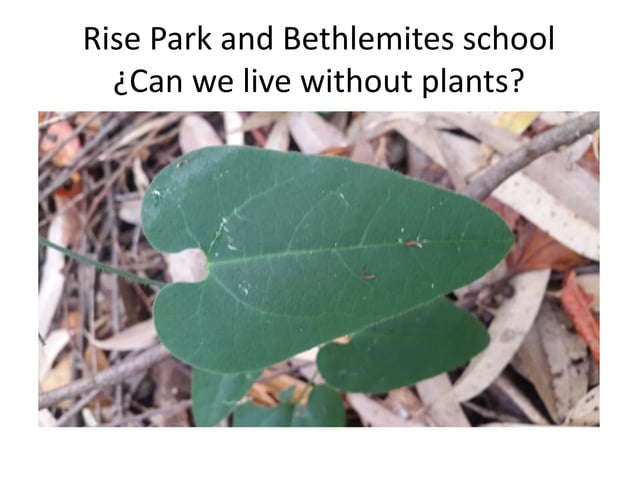 Curriculum Map Spring 2 Year 3 – Can we live without plants? | PPT