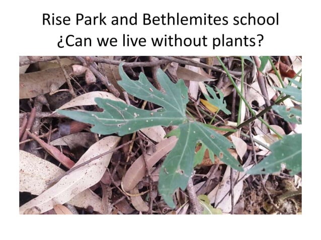 Curriculum Map Spring 2 Year 3 – Can we live without plants? | PPT