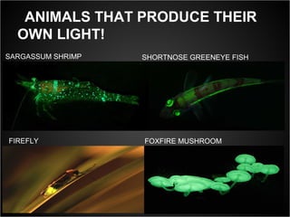 Can you see the light | PPT