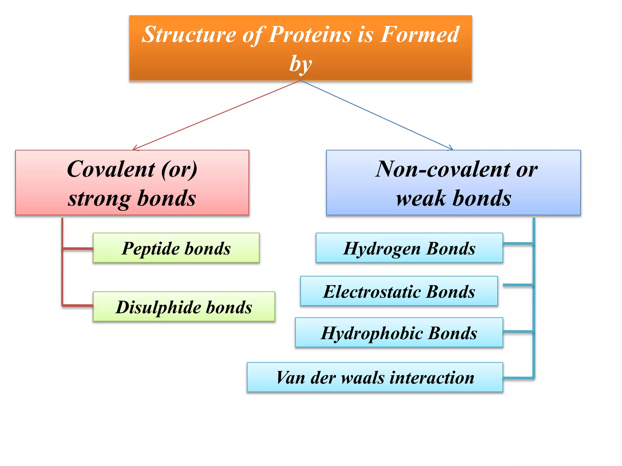 C-A&P 04 bonds responsible for protein structure | PPTX