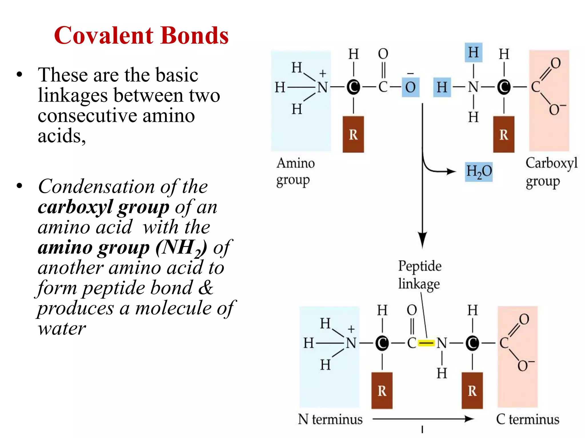 C-A&P 04 bonds responsible for protein structure | PPTX