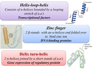 C-A&P 05 Structural organization of proteins | PPT