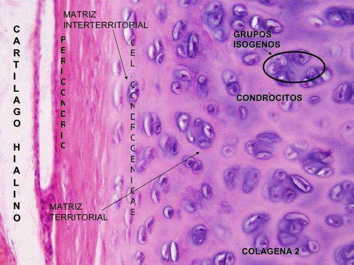 Cap 07-cartilago-hueso