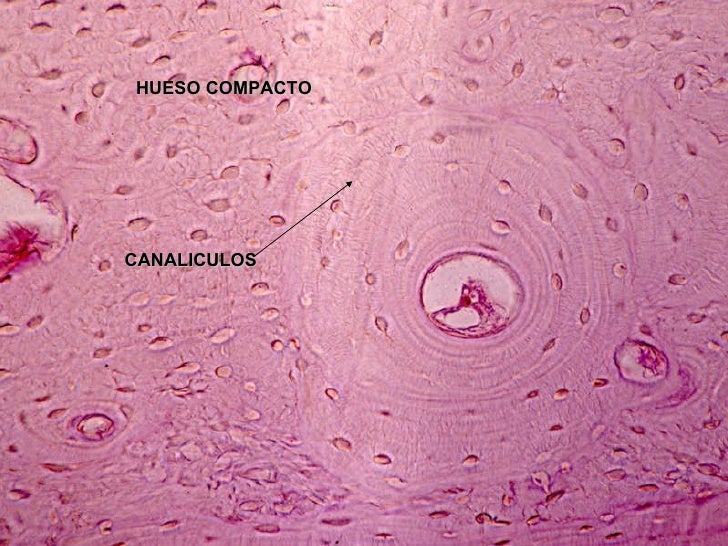 Cap 07-cartilago-hueso