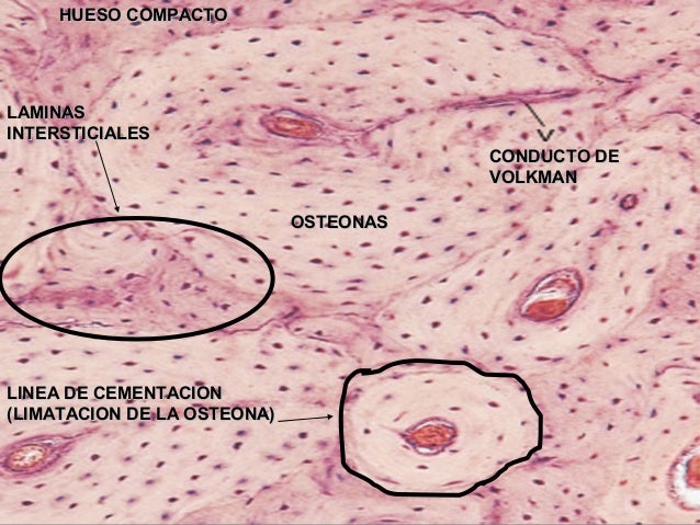 Cap 07-cartilago-hueso