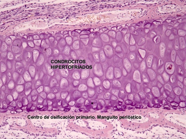 Cap 07-cartilago-hueso