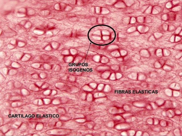 Cap 07-cartilago-hueso